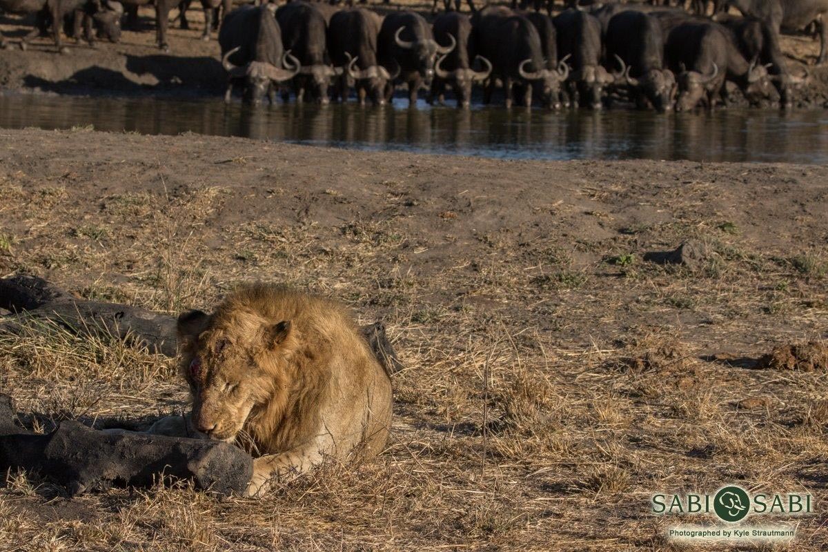 A Week in the Bush Vol. 171 | Sabi Sabi