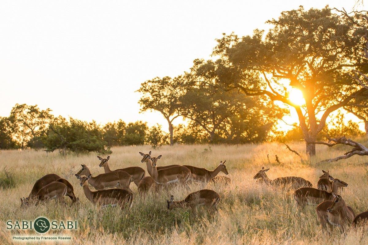 The Incredible Impala | Sabi Sabi