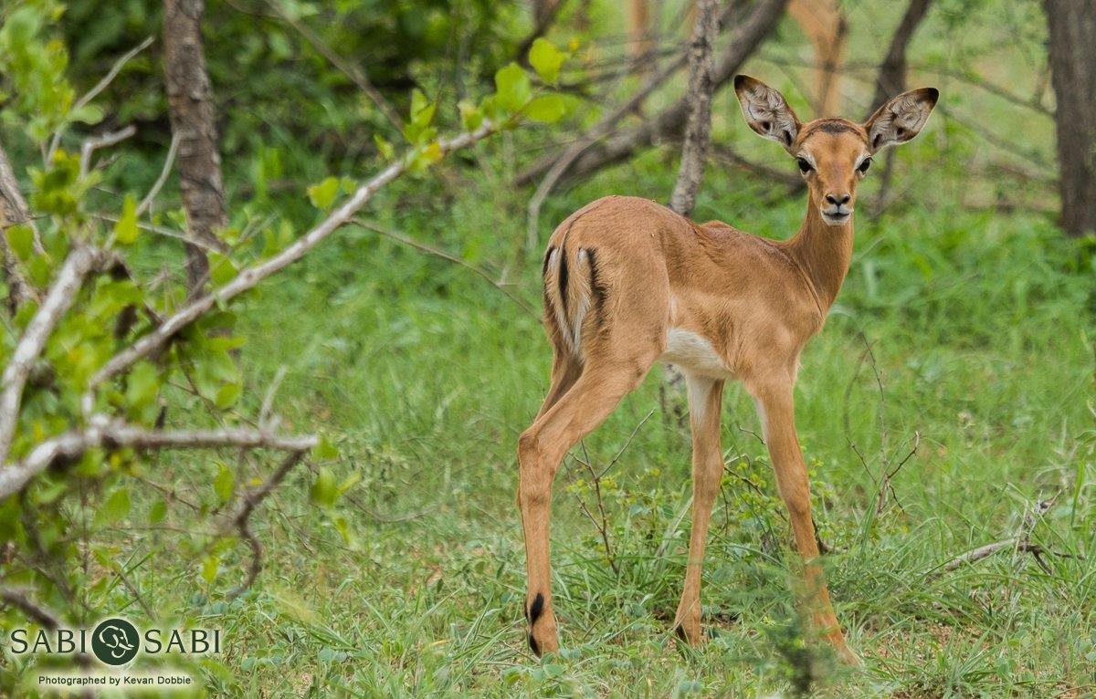 The Incredible Impala | Sabi Sabi