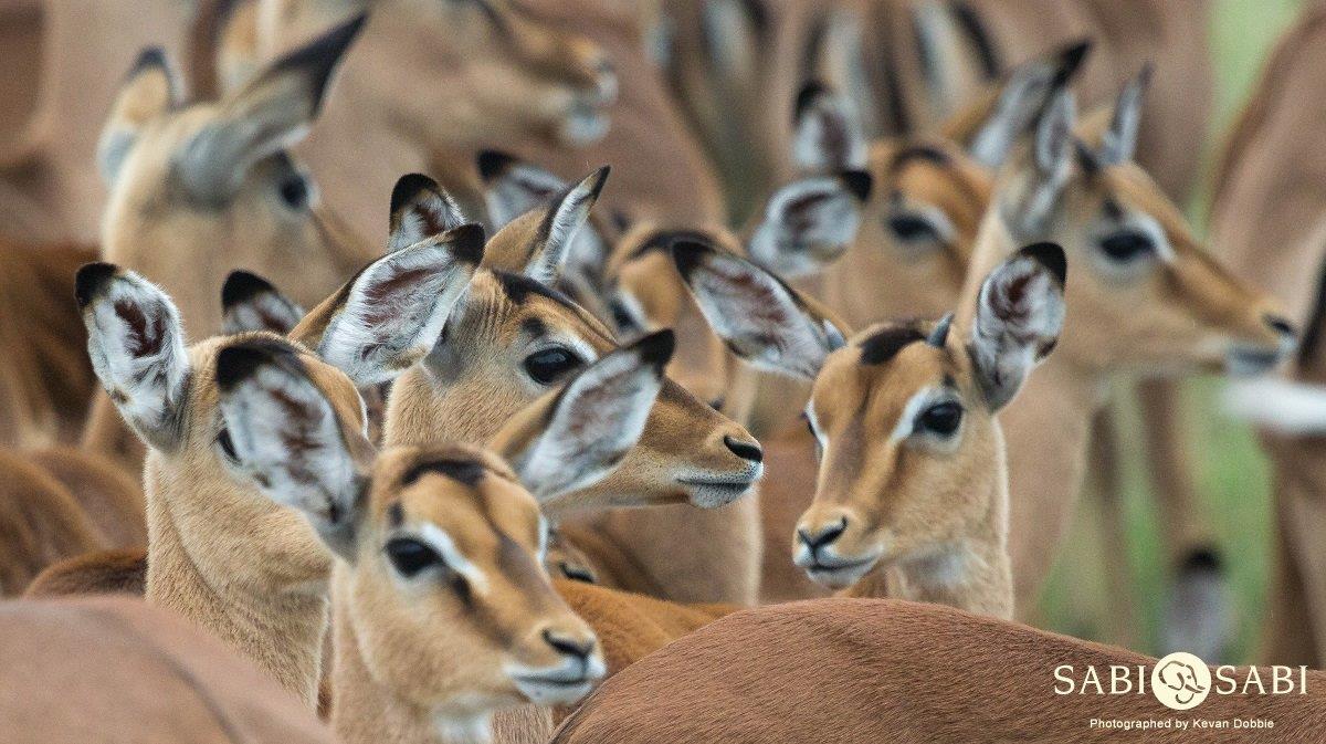 The Incredible Impala | Sabi Sabi
