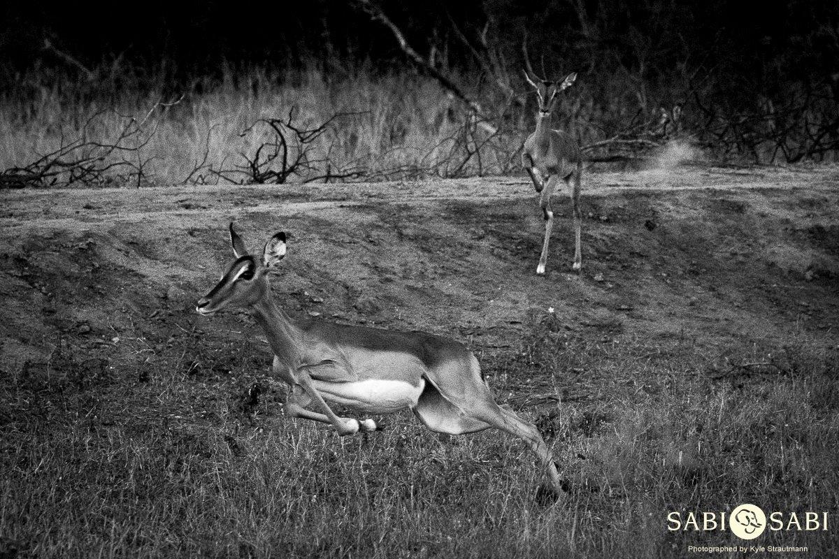 The Incredible Impala | Sabi Sabi