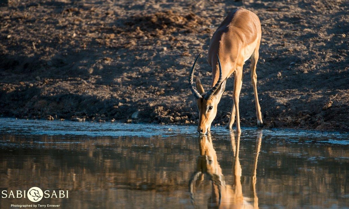 The Incredible Impala | Sabi Sabi