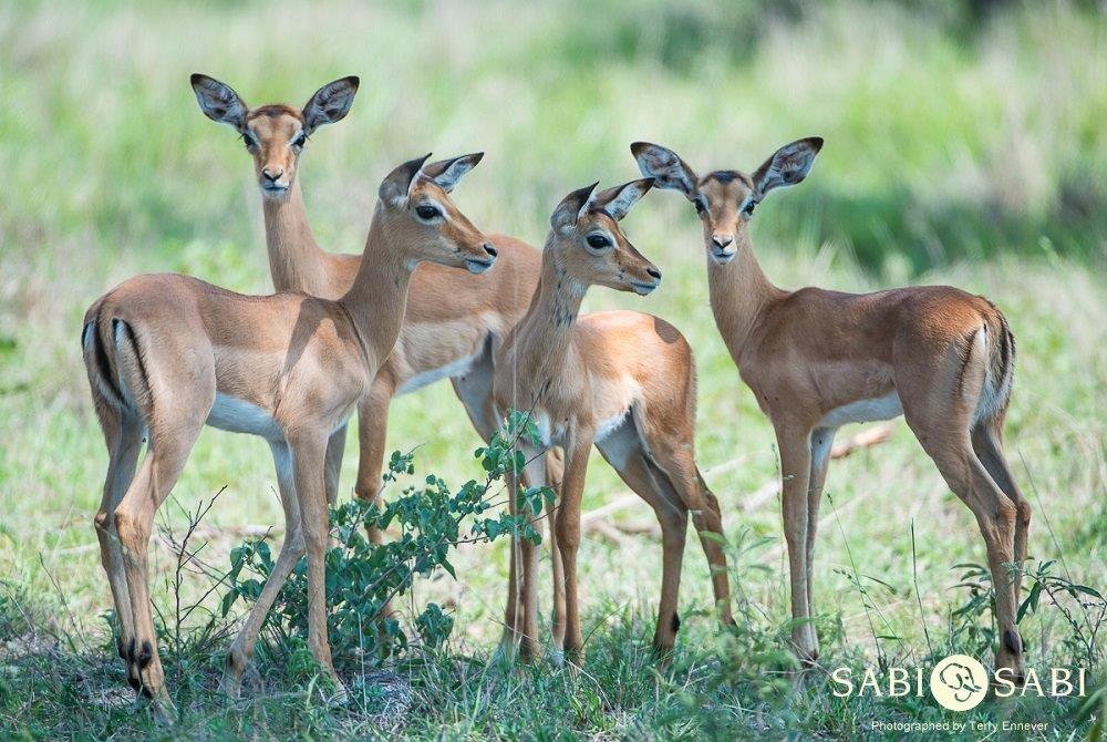 The Incredible Impala | Sabi Sabi