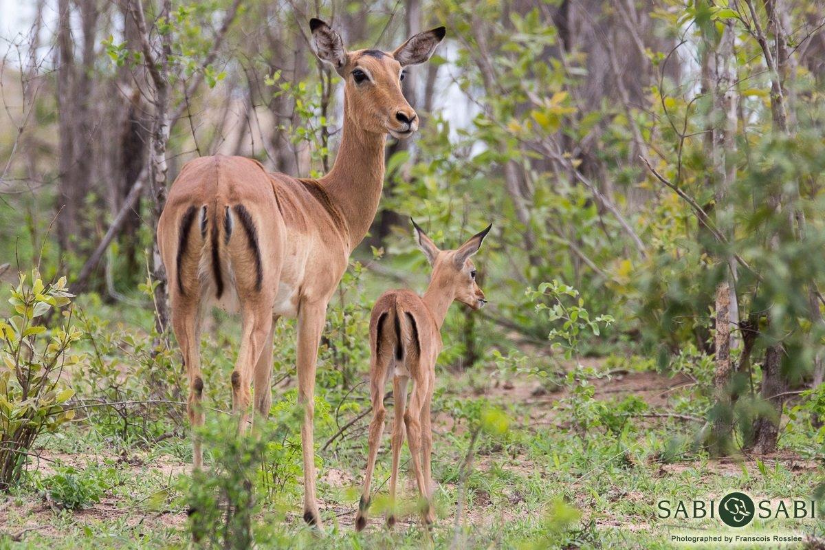 The Incredible Impala | Sabi Sabi