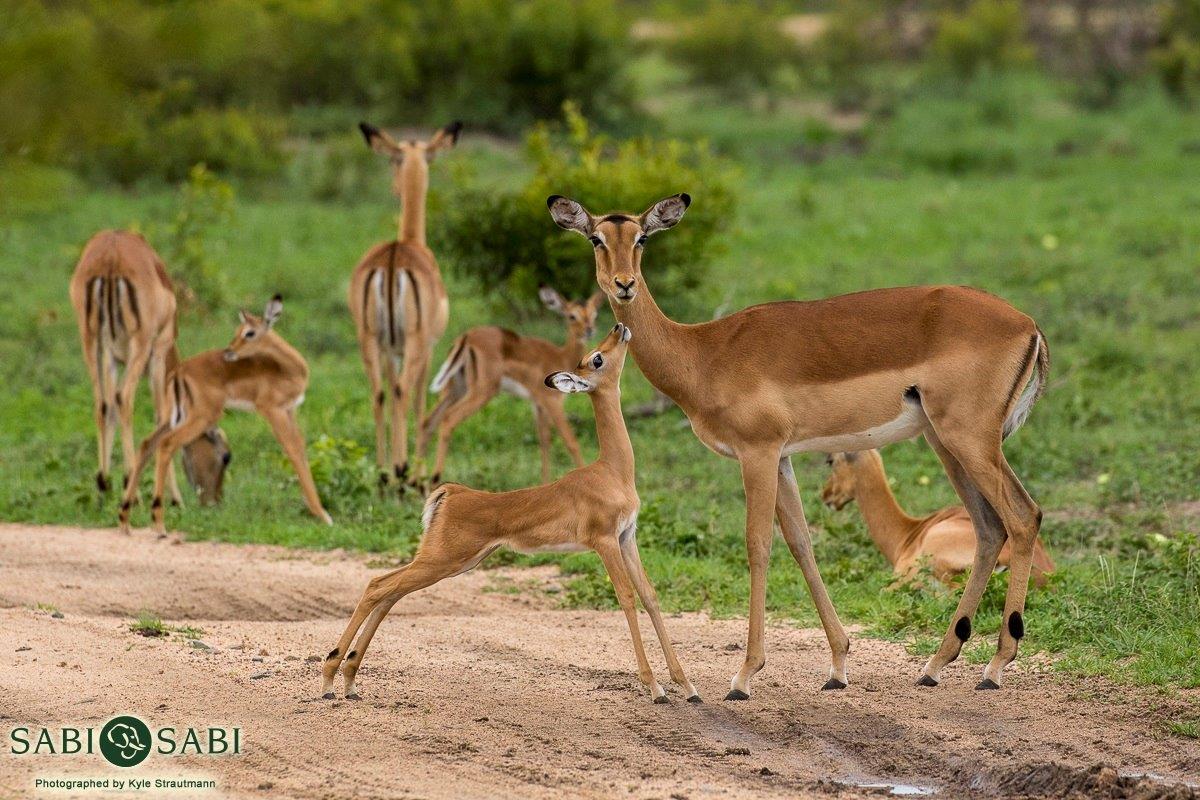 The Incredible Impala | Sabi Sabi