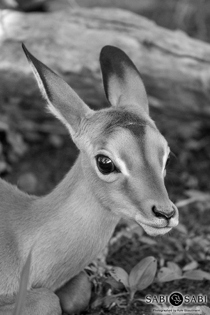 The Incredible Impala | Sabi Sabi