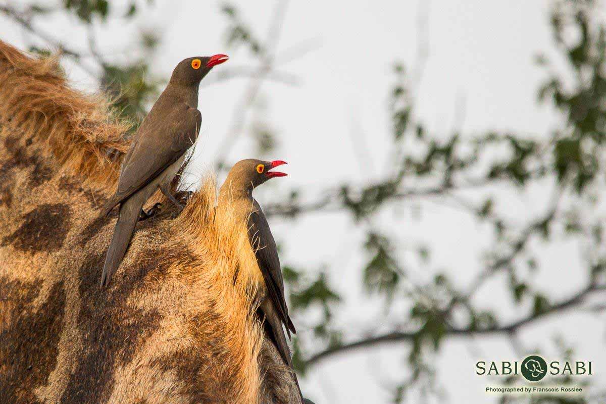 The Oxpecker | Sabi Sabi Private Game Reserve Blog