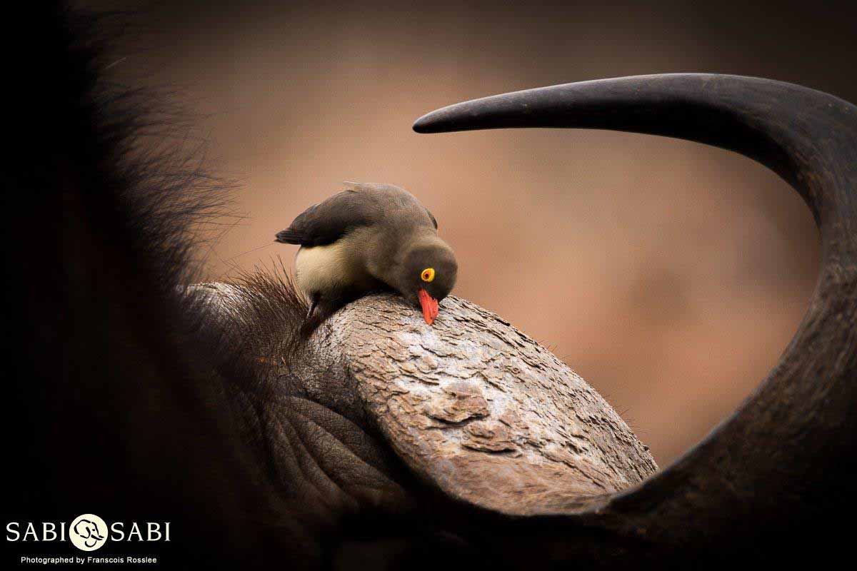 The Oxpecker | Sabi Sabi Private Game Reserve Blog