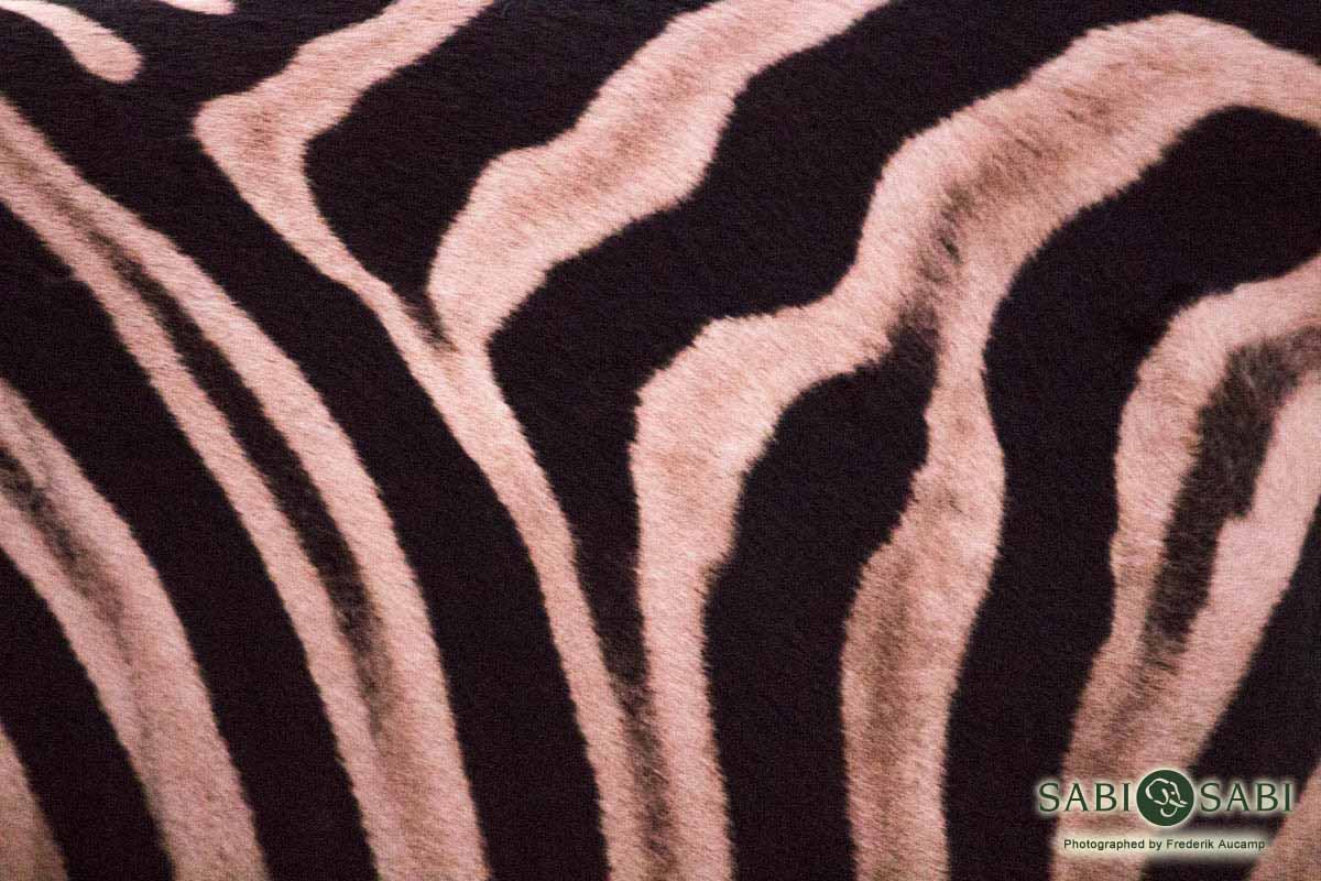Dazzling Stripes | Sabi Sabi