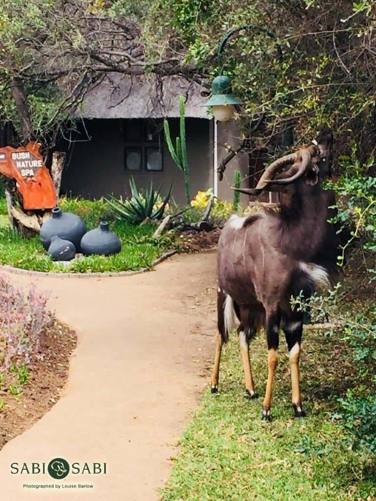 A Week in the Bush Vol. 225 | Sabi Sabi