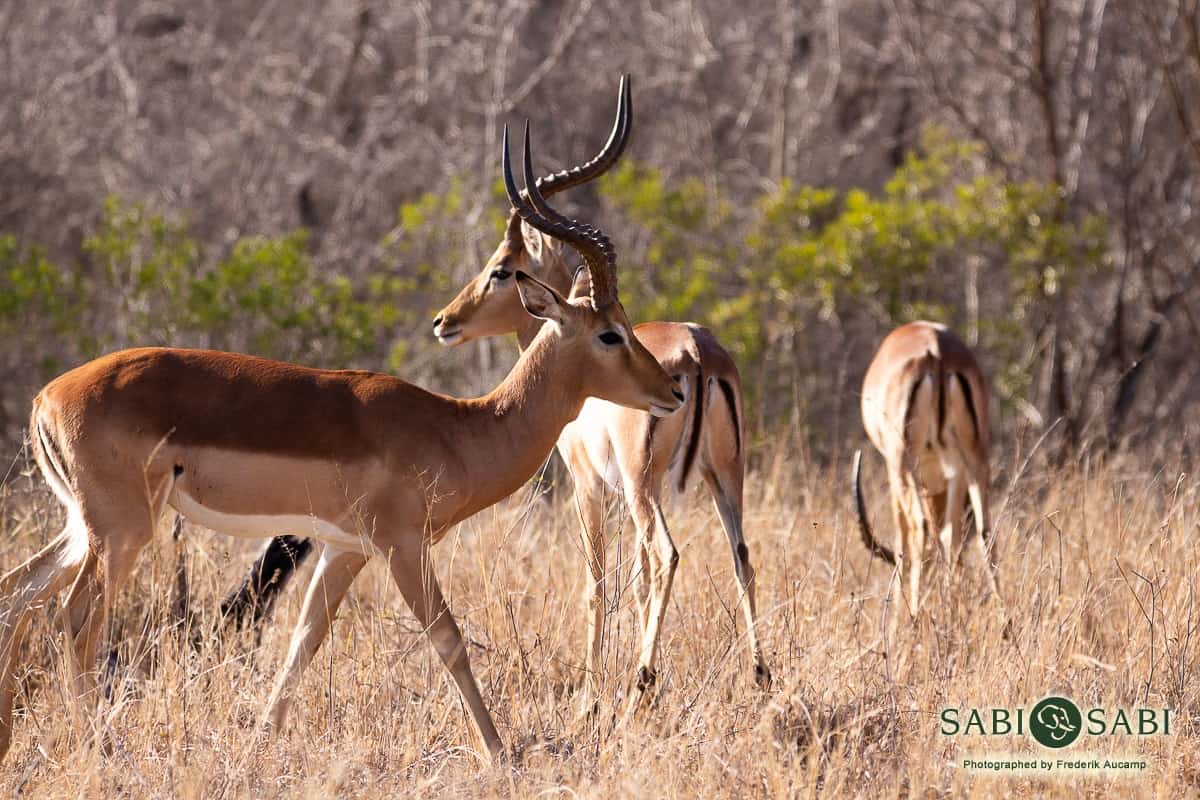 Impalas | Sabi Sabi