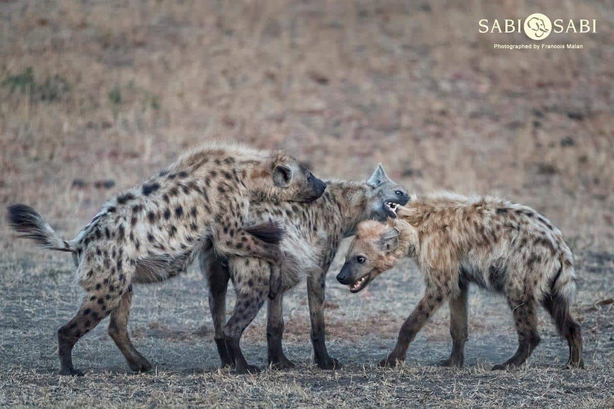 A Week in the Bush Vol. 228 | Sabi Sabi