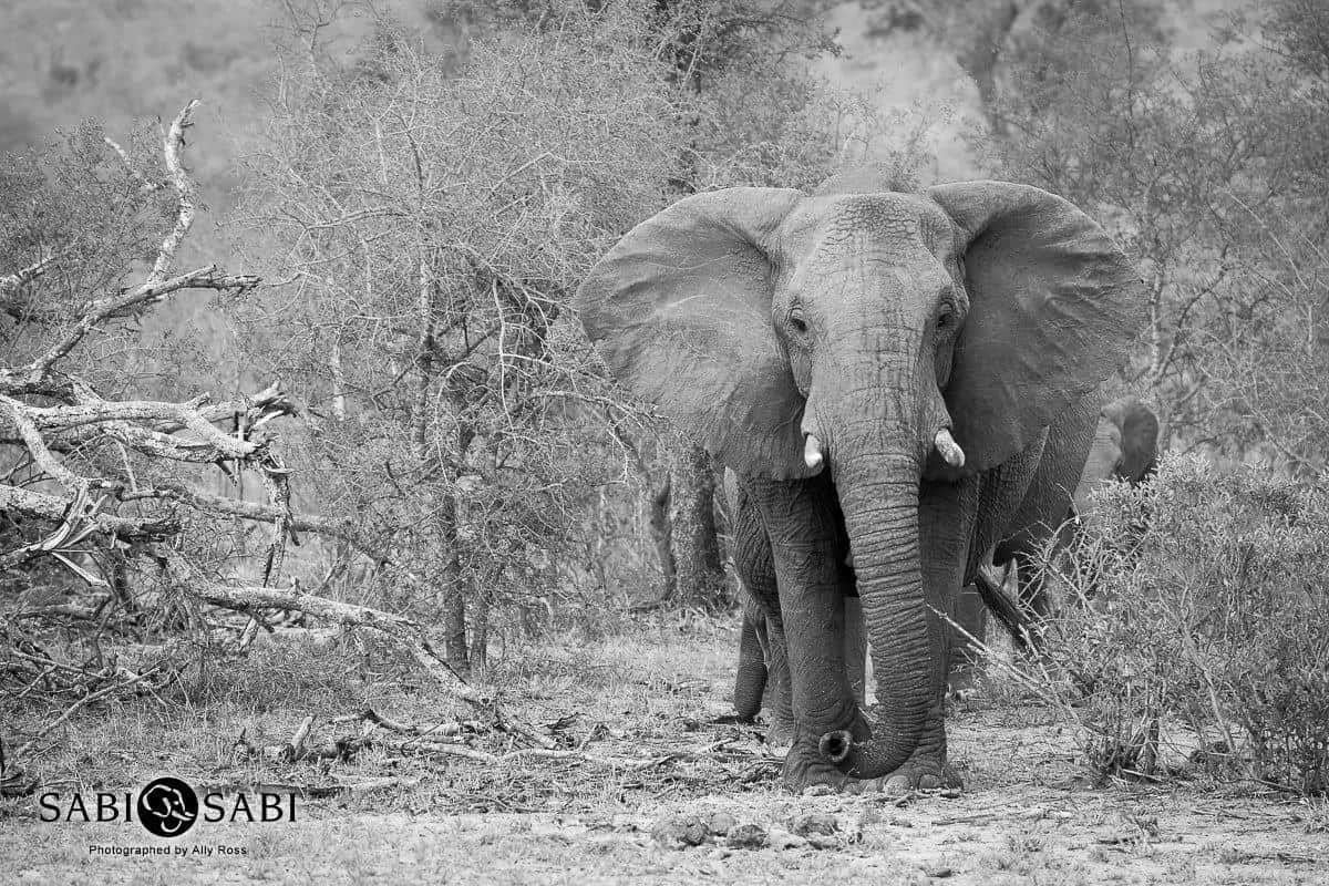 A Week in the Bush Vol. 237 | Sabi Sabi