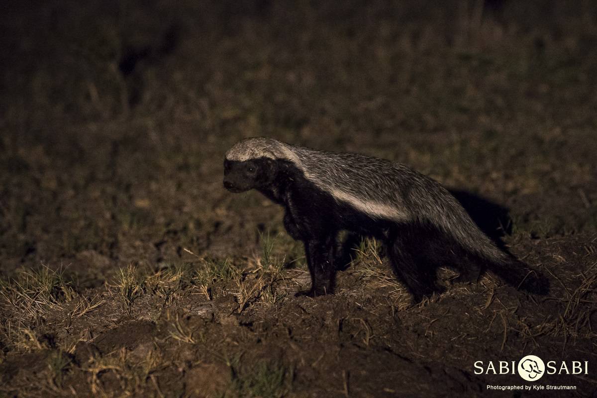 Honey Badger | Sabi Sabi