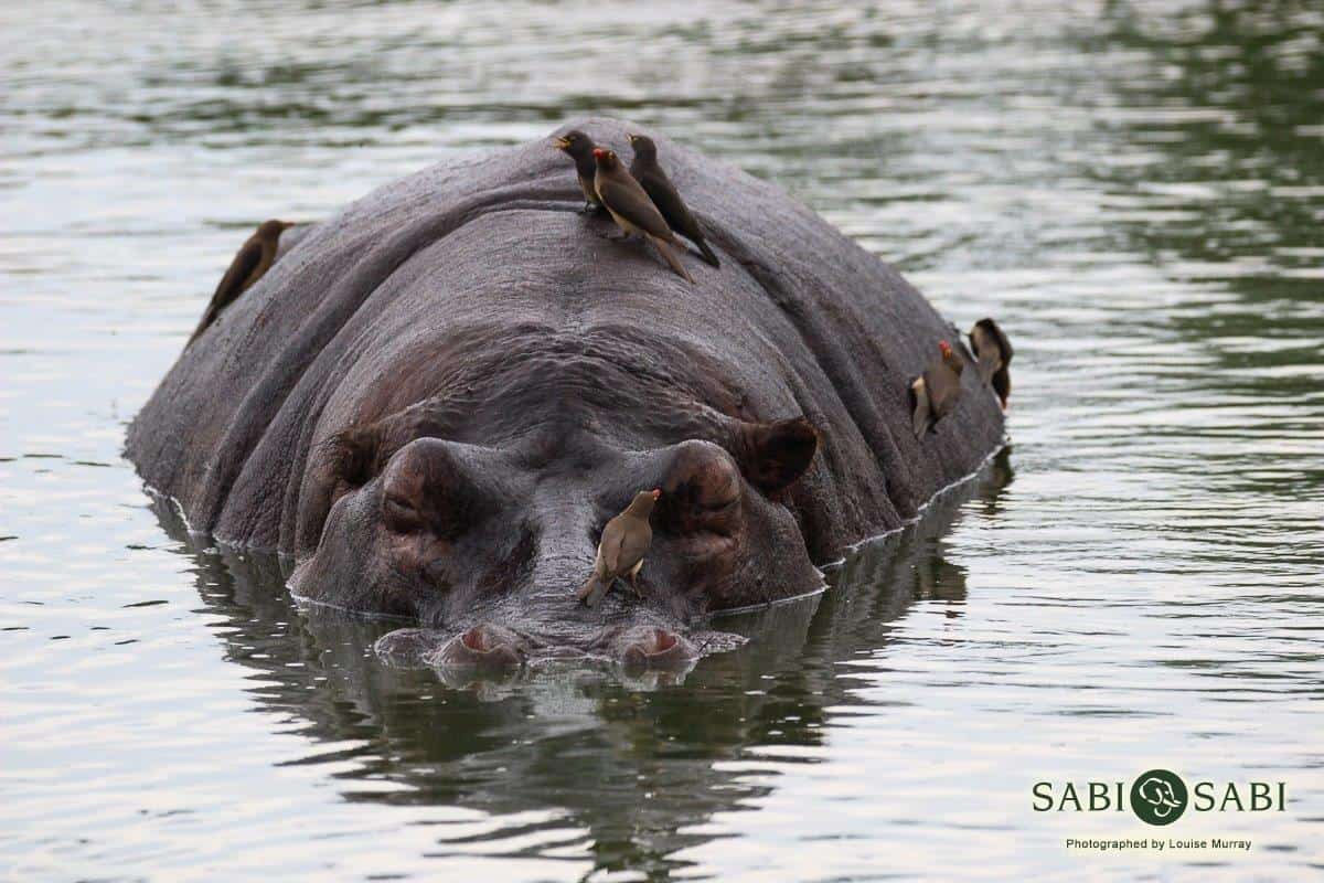 A Week in the Bush Vol. 242 | Sabi Sabi