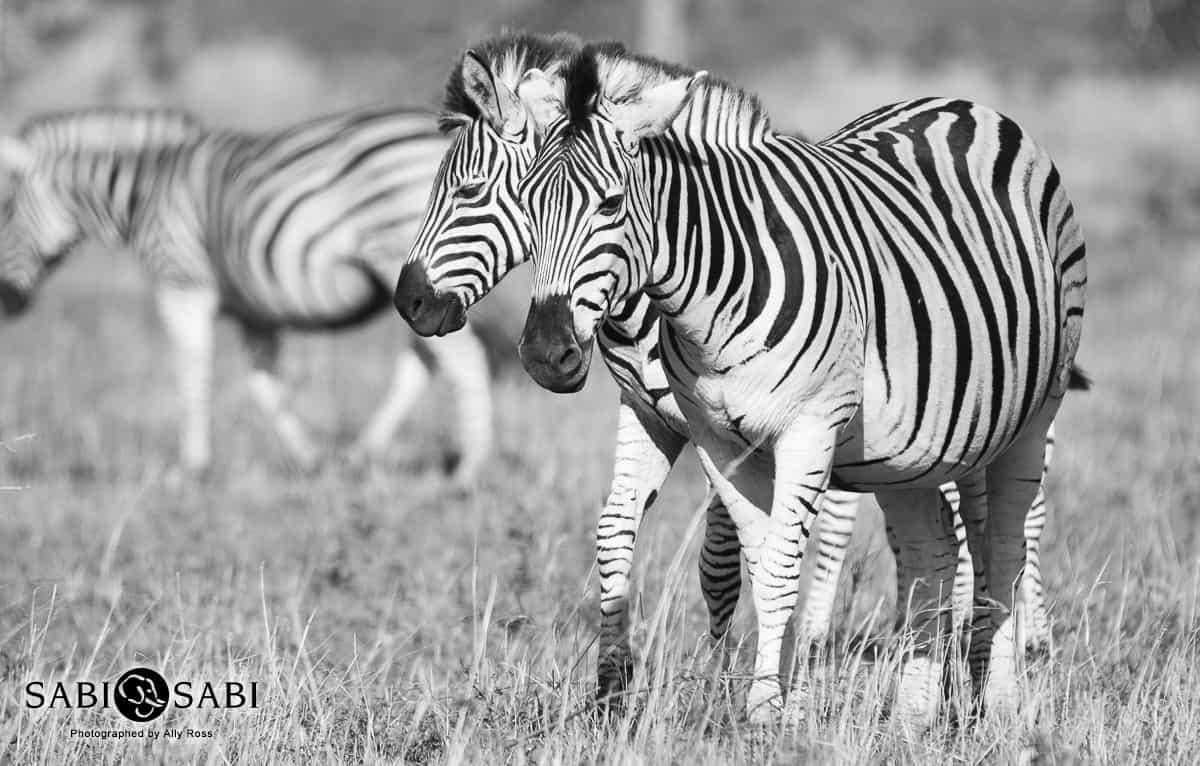 Zebra | Sabi Sabi