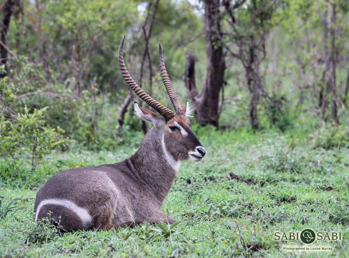 Waterbuck | Sabi Sabi