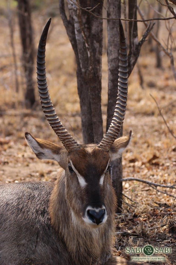 Waterbuck | Sabi Sabi Private Game Reserve Blog