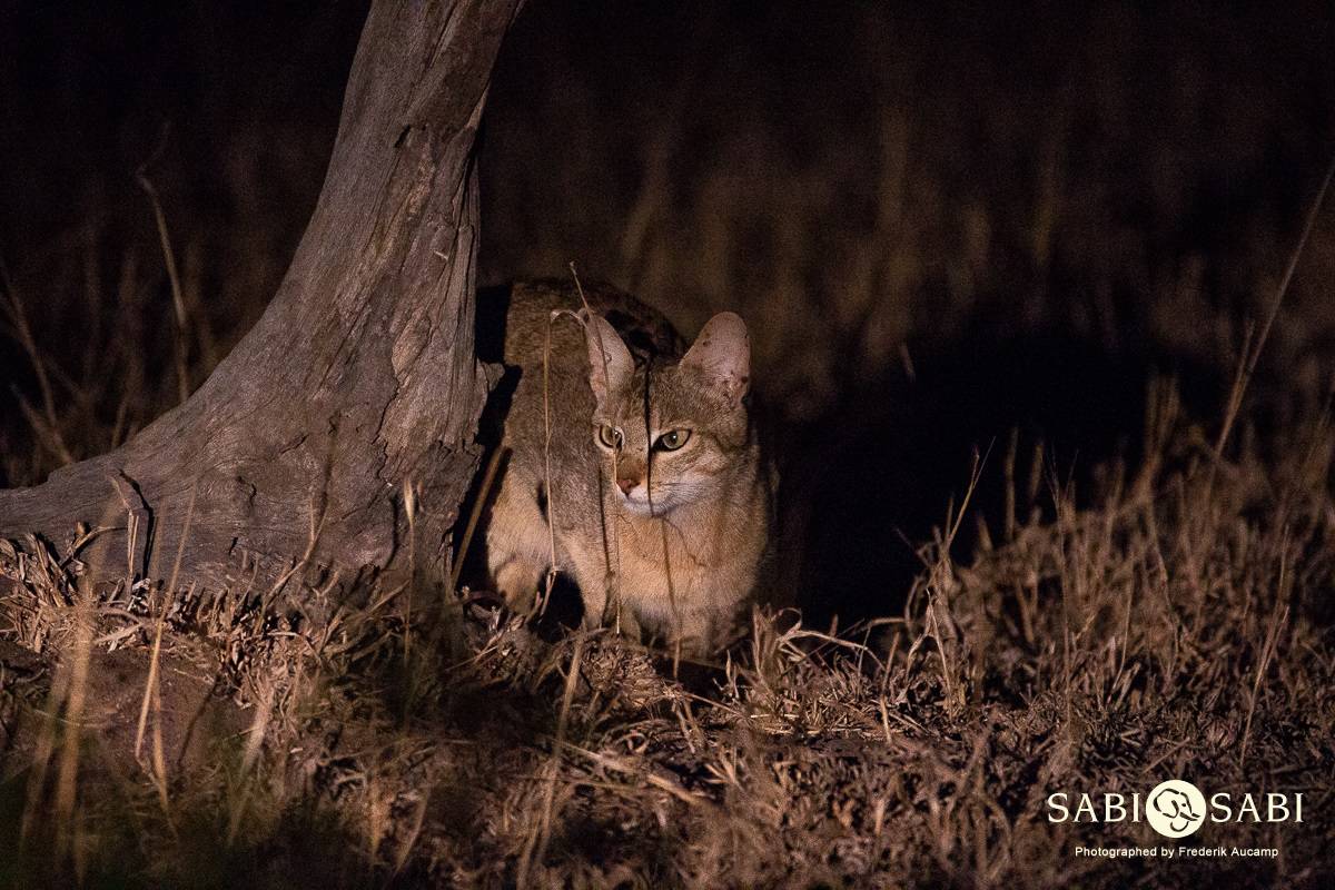 African Wild Cat | Sabi Sabi