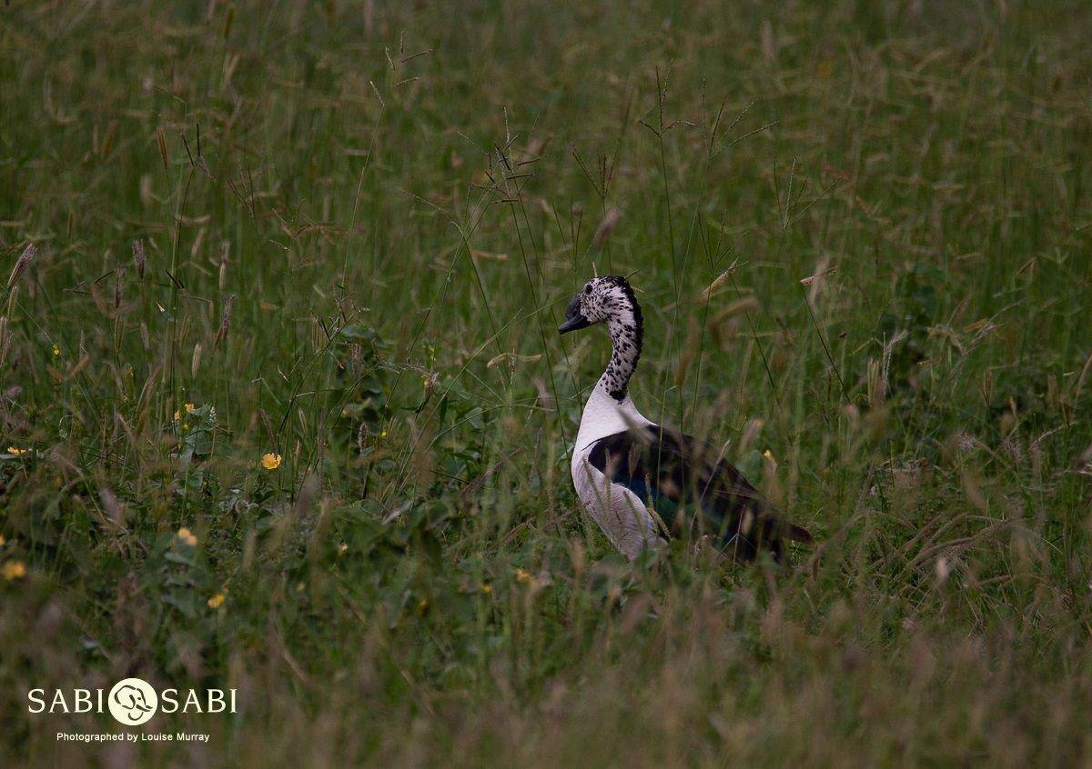 Feathers of Sabi Sabi | Sabi Sabi