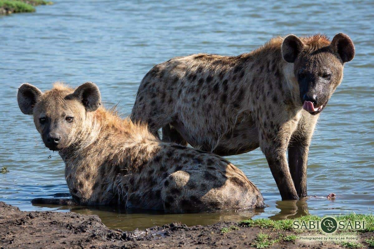 Understanding carnivores | Sabi Sabi Private Game Reserve Blog