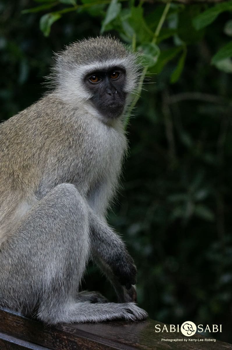 Vervet Monkey | Sabi Sabi