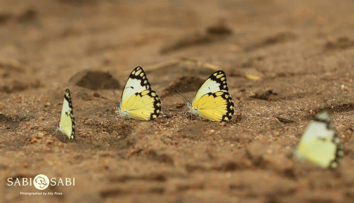 Butterfly | Sabi Sabi