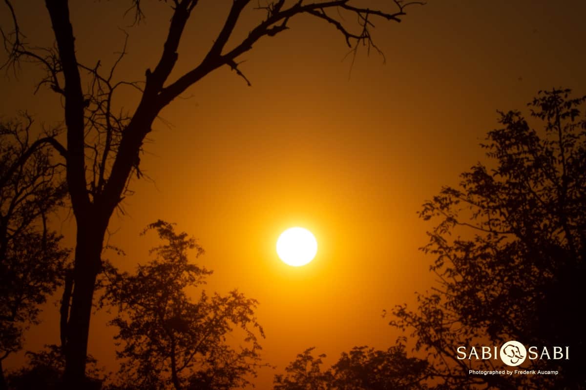 Bushveld Sunrise | Sabi Sabi