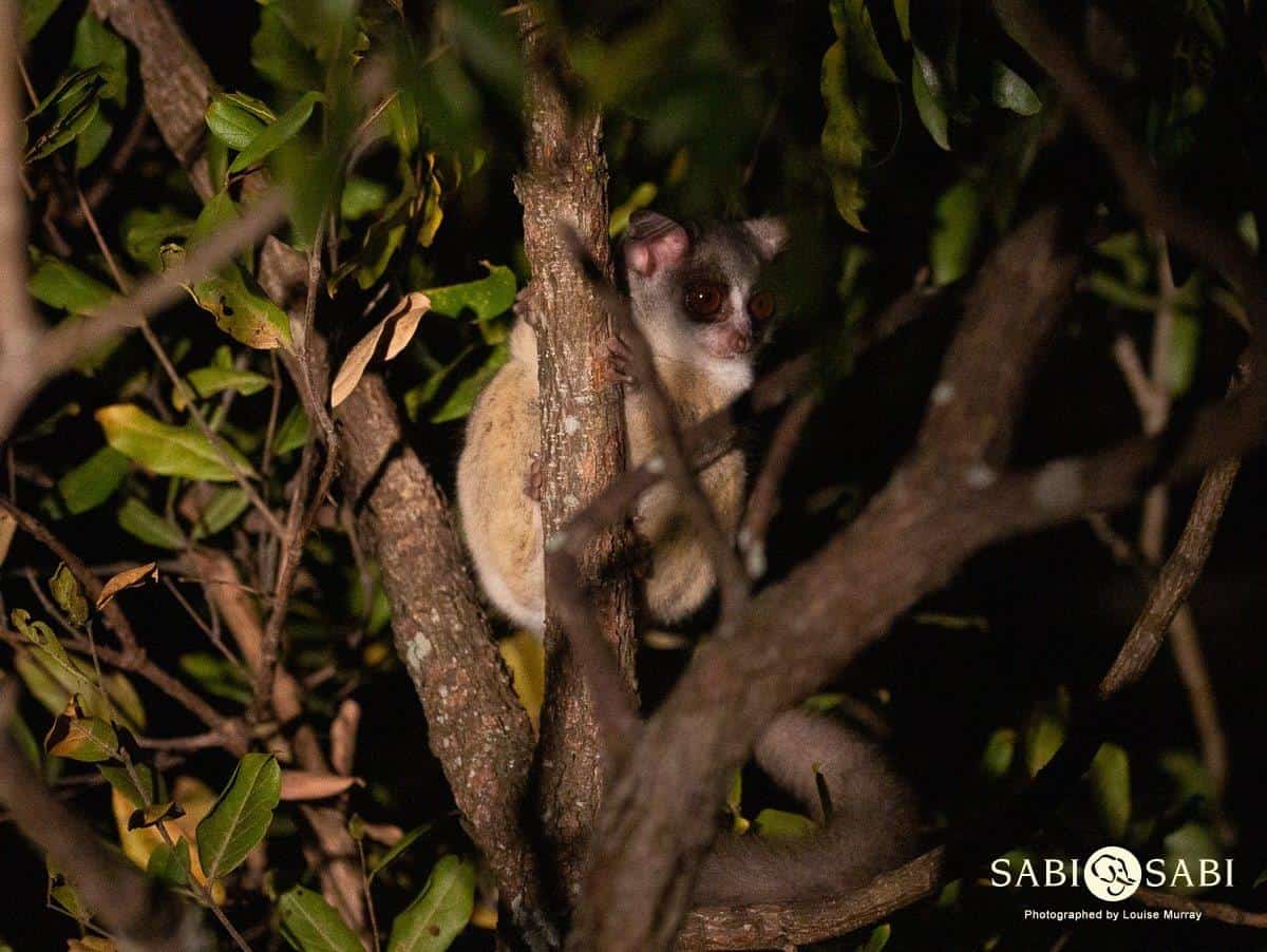 Baby Bush Classification