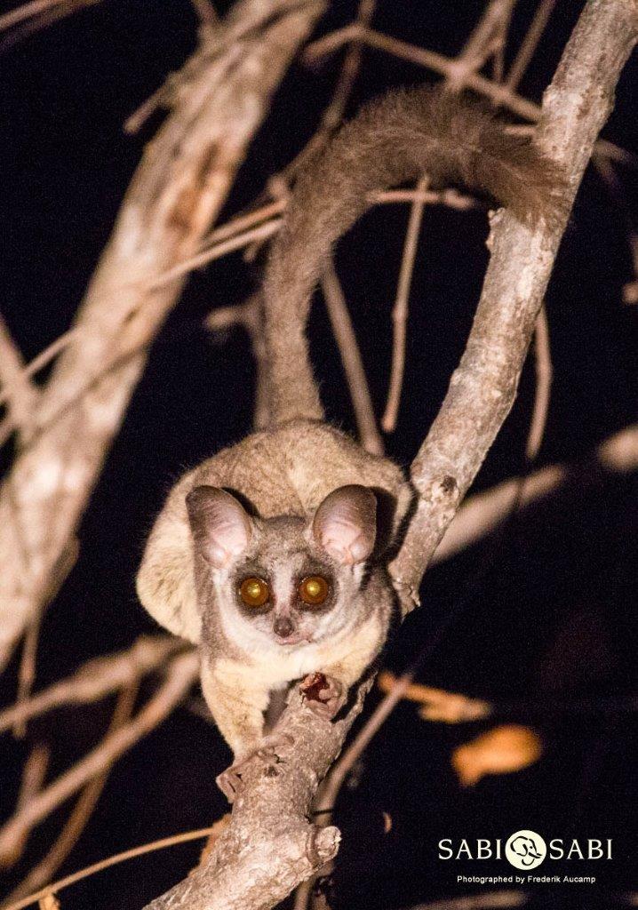 Lesser Bushbaby | Sabi Sabi