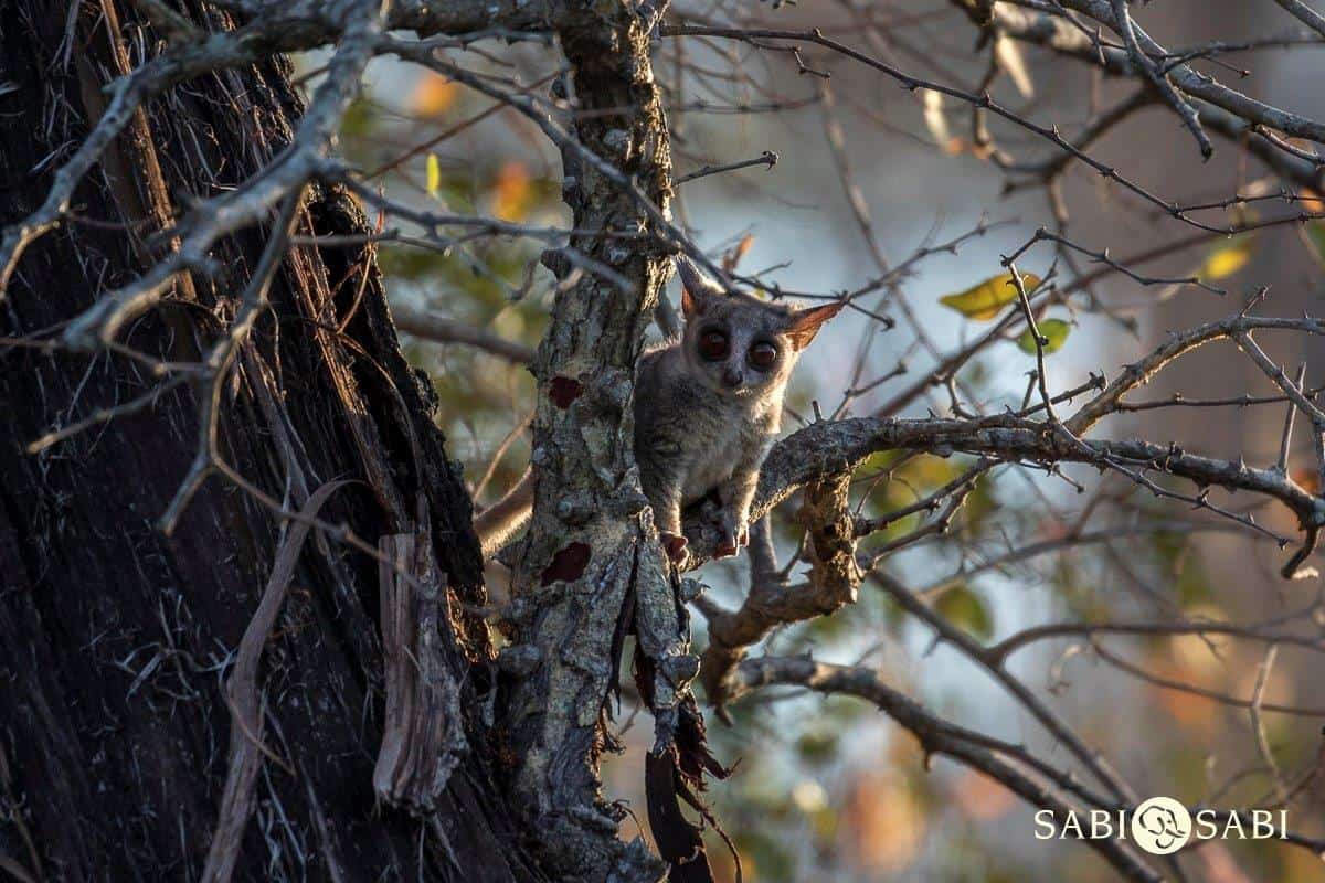 Lesser Bushbaby | Sabi Sabi
