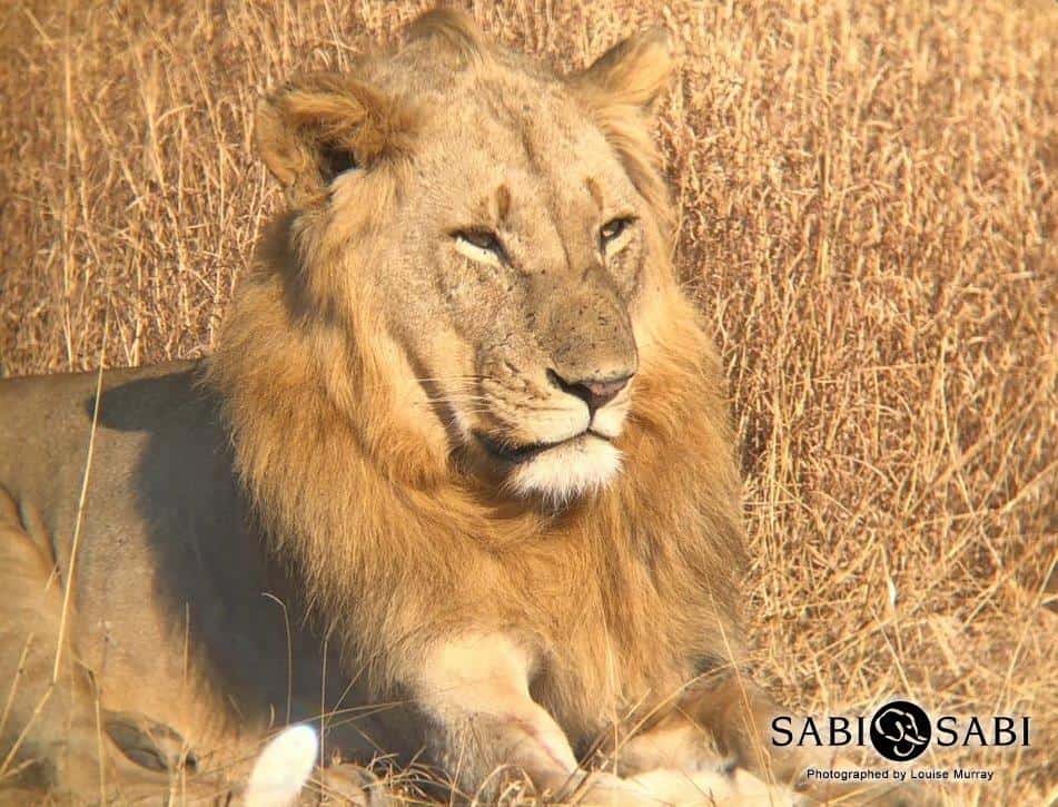 A Week in the Bush Vol. 268 | Sabi Sabi