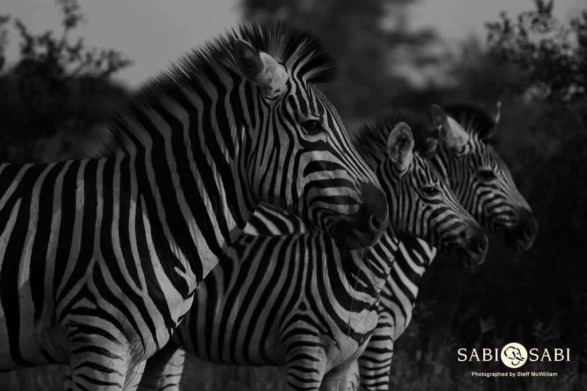 A Week in the Bush Vol. 267 | Sabi Sabi