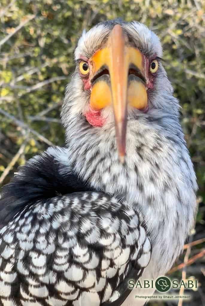 A Week in the Bush Vol. 267 | Sabi Sabi