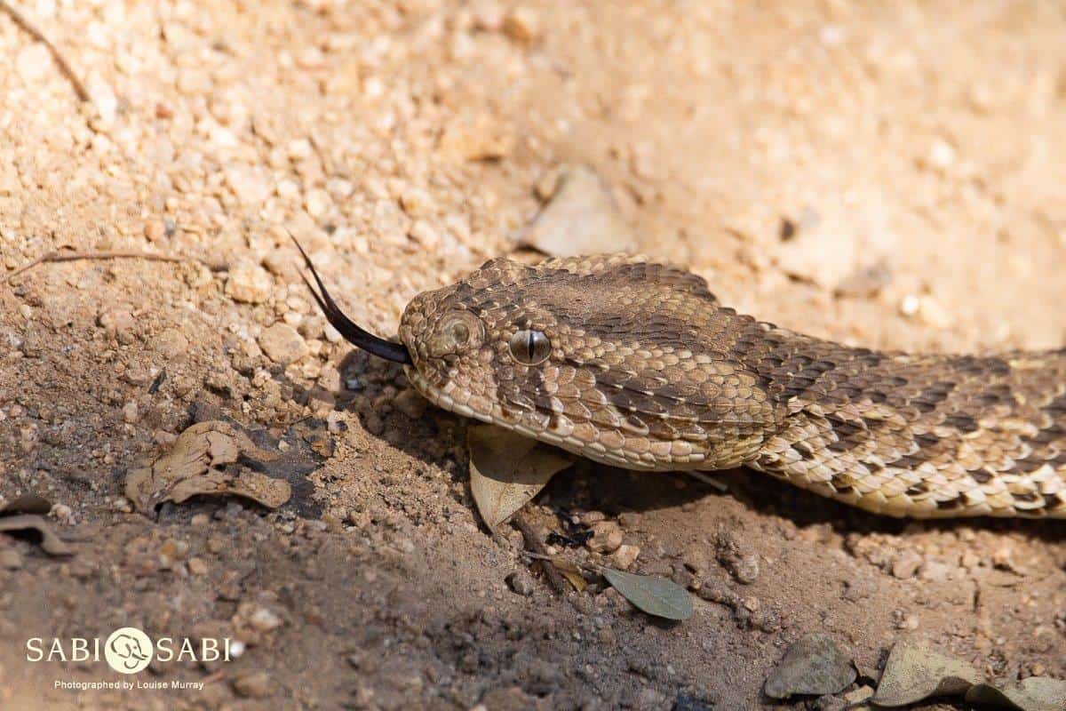Puff Adder Head