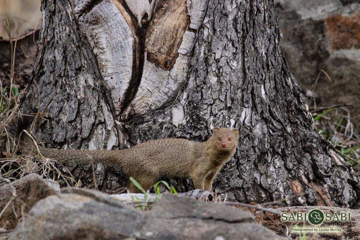 Slender Mongoose