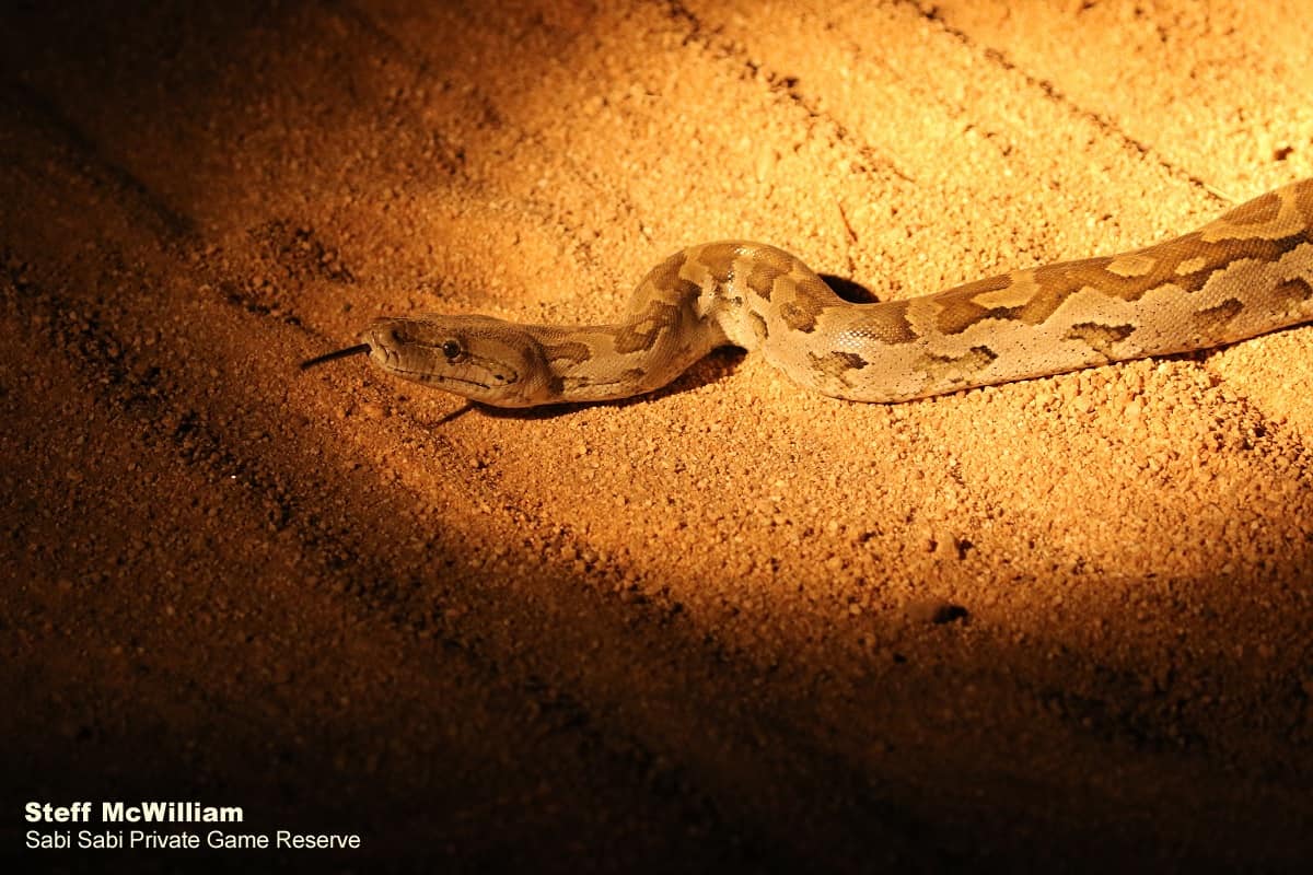 Southern African Rock Python | Sabi Sabi