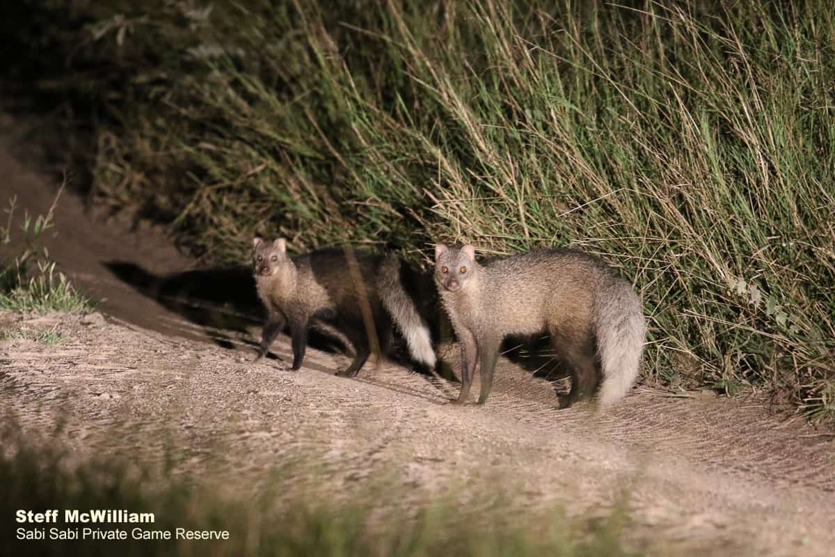 White-tailed Mongoose | Sabi Sabi