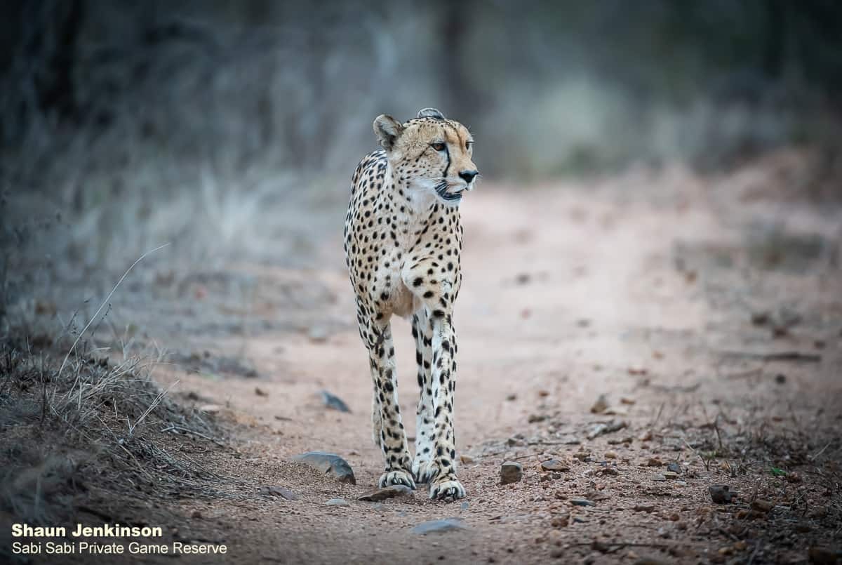 Cheetah luck | Sabi Sabi