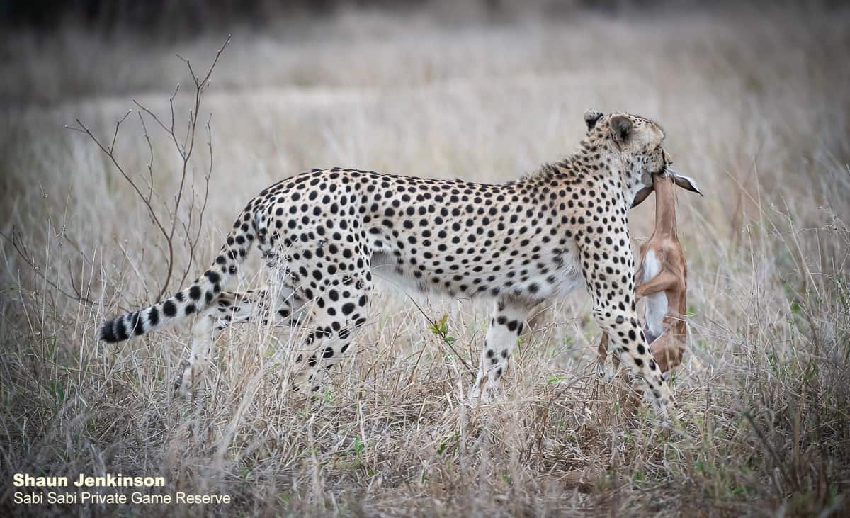 Cheetah luck | Sabi Sabi