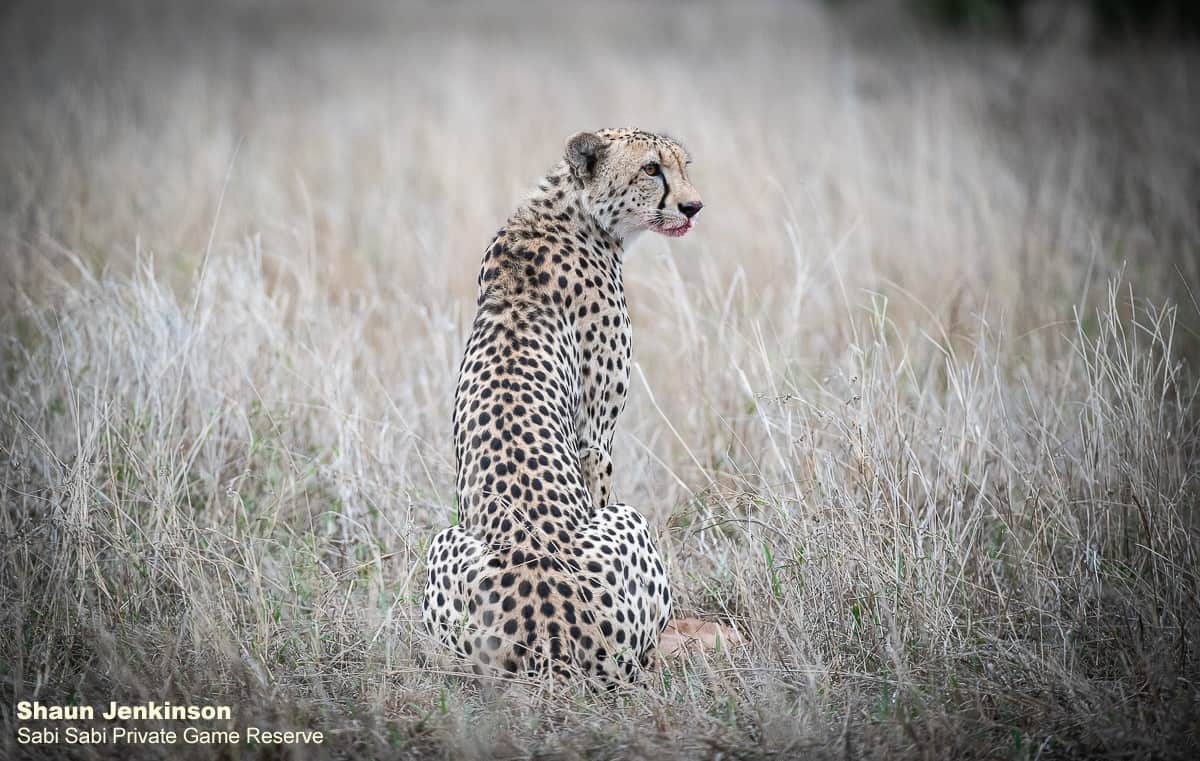 Cheetah luck | Sabi Sabi
