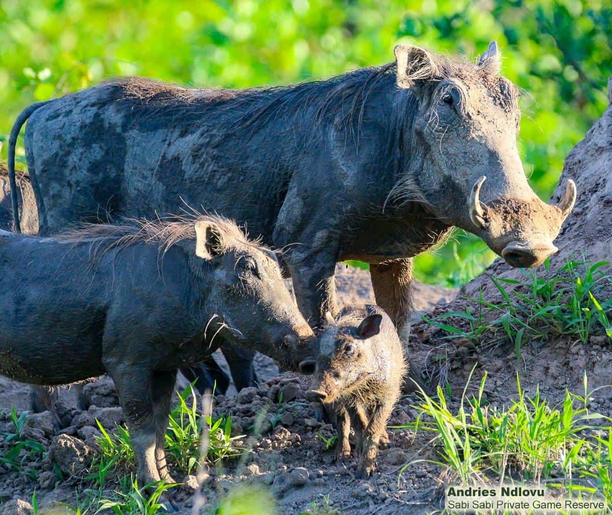 A Week in the Bush Vol. 289 | Sabi Sabi
