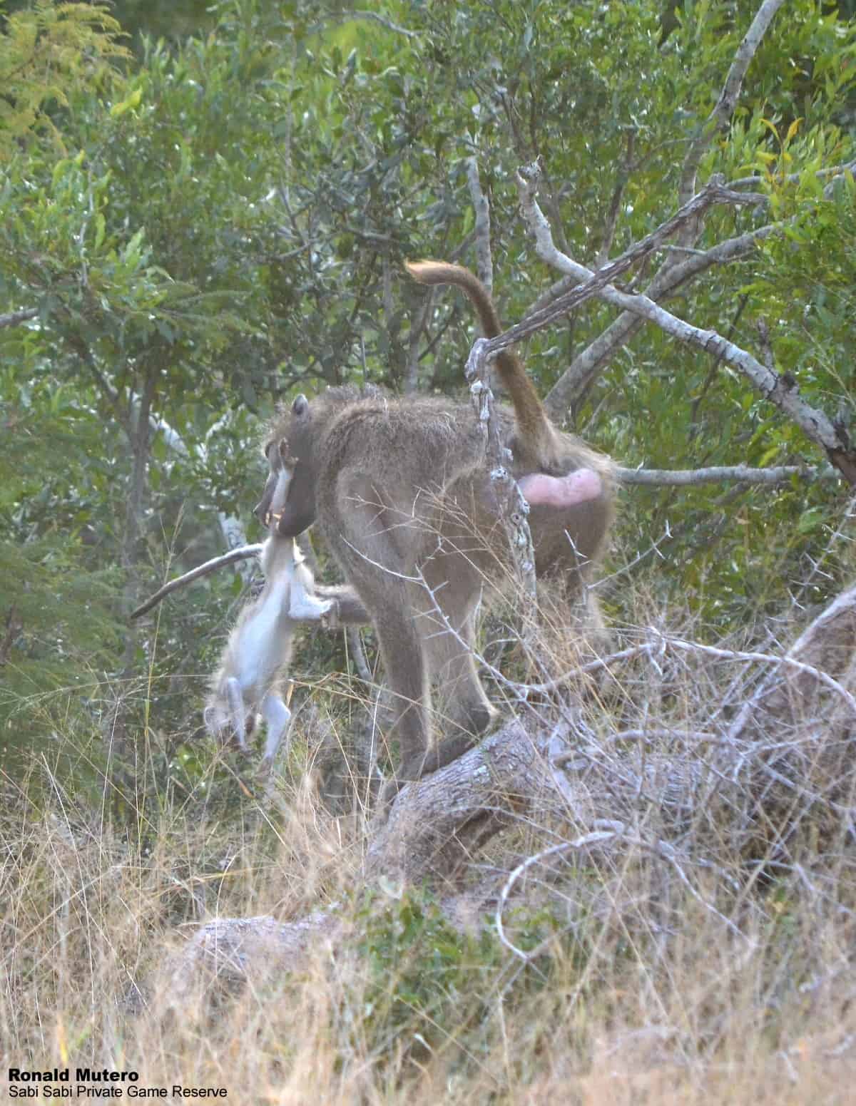 Unusual Animal Behaviour - Chacma baboon | Sabi Sabi