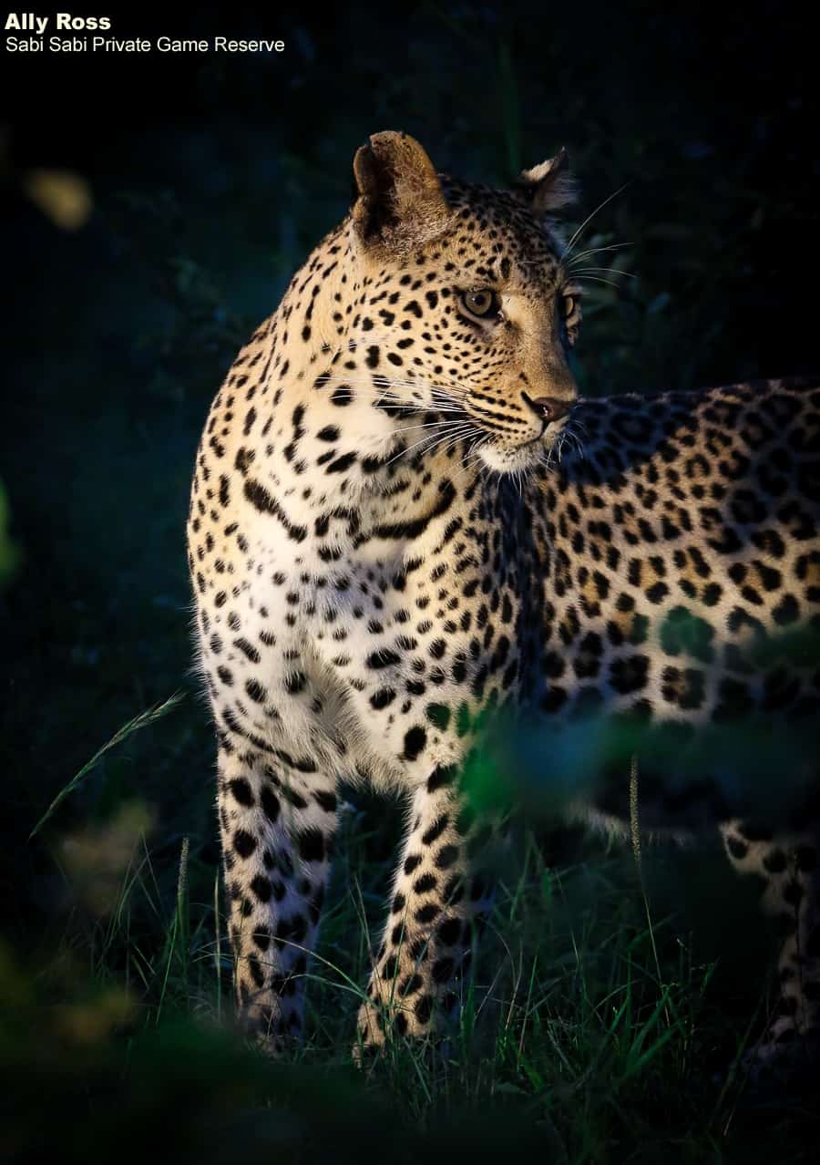 A Week in the Bush Vol. 291 | Sabi Sabi