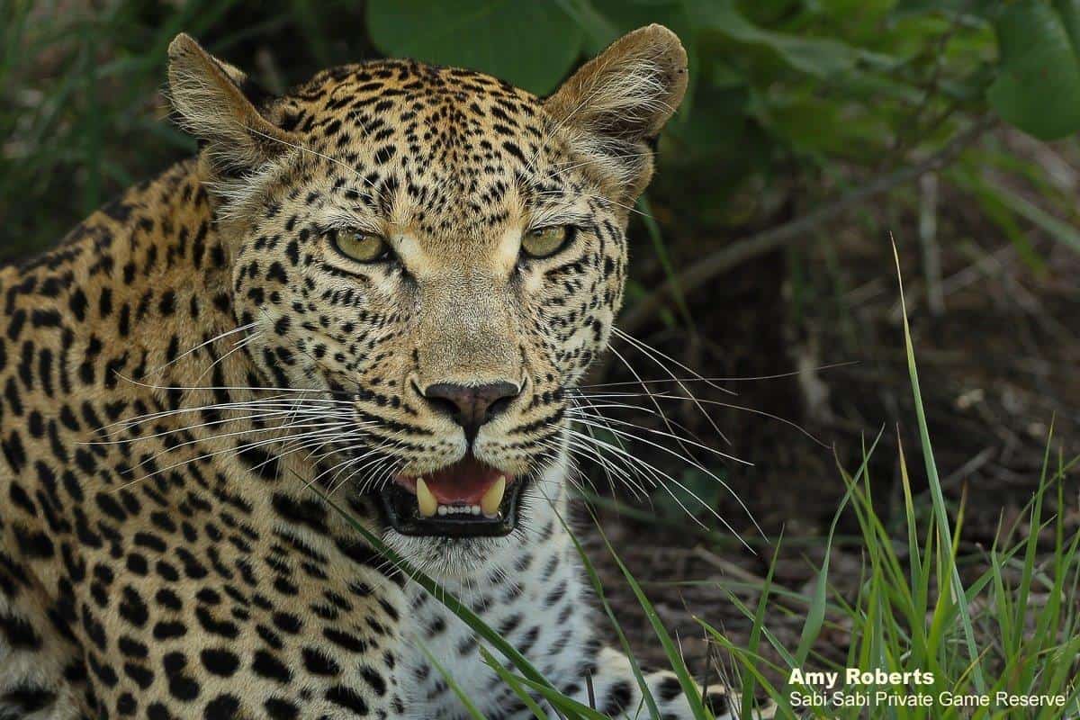 A Week in the Bush Vol. 292 | Sabi Sabi