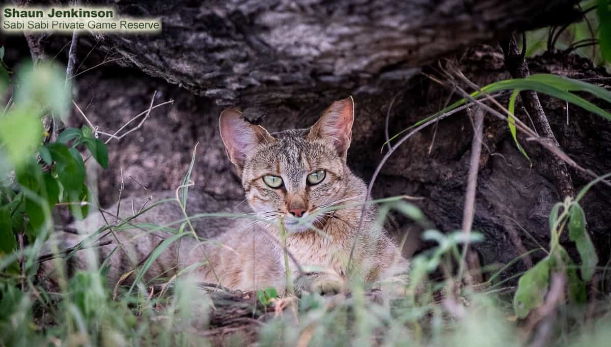 A Week in the Bush Vol. 291 | Sabi Sabi