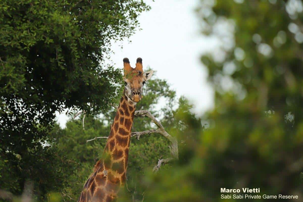 A Week in the Bush Vol. 297 | Sabi Sabi