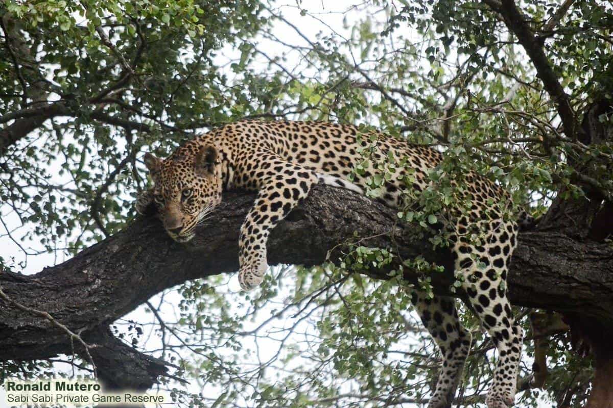 Ronald’s cycle highlights: February/March | Sabi Sabi