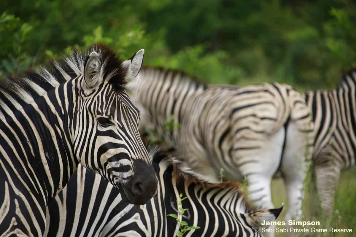 Animal Adaptations | Sabi Sabi