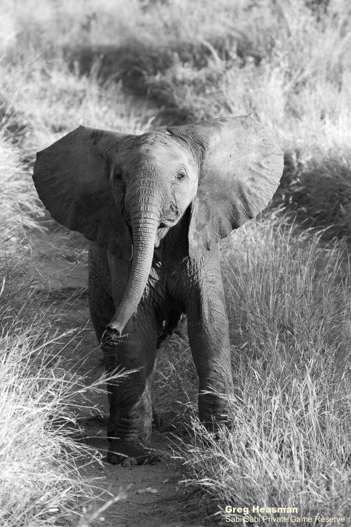 A Week in the Bush Vol. 314 | Sabi Sabi